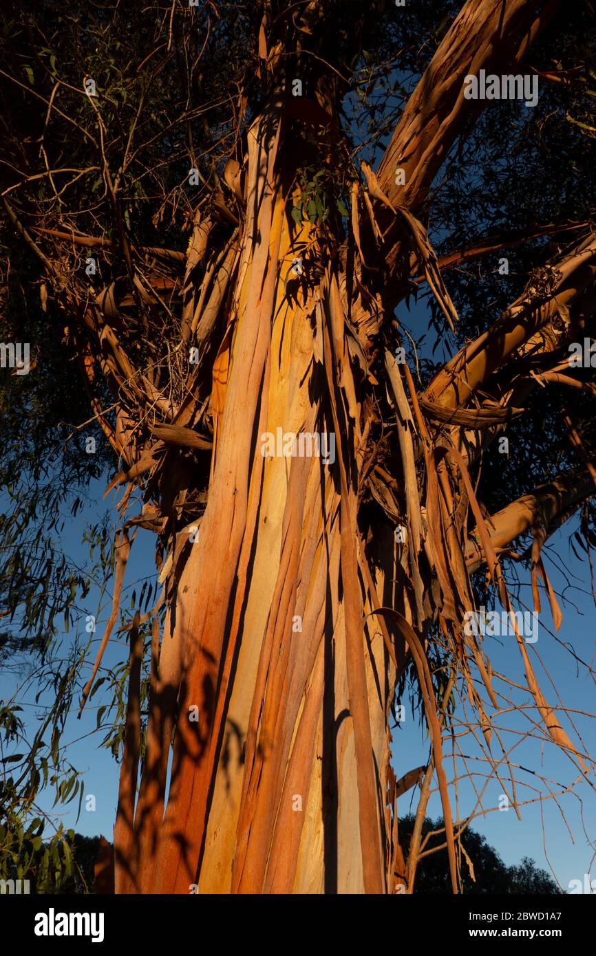 Medicinal tree bark hi-res stock photography and images - Alamy