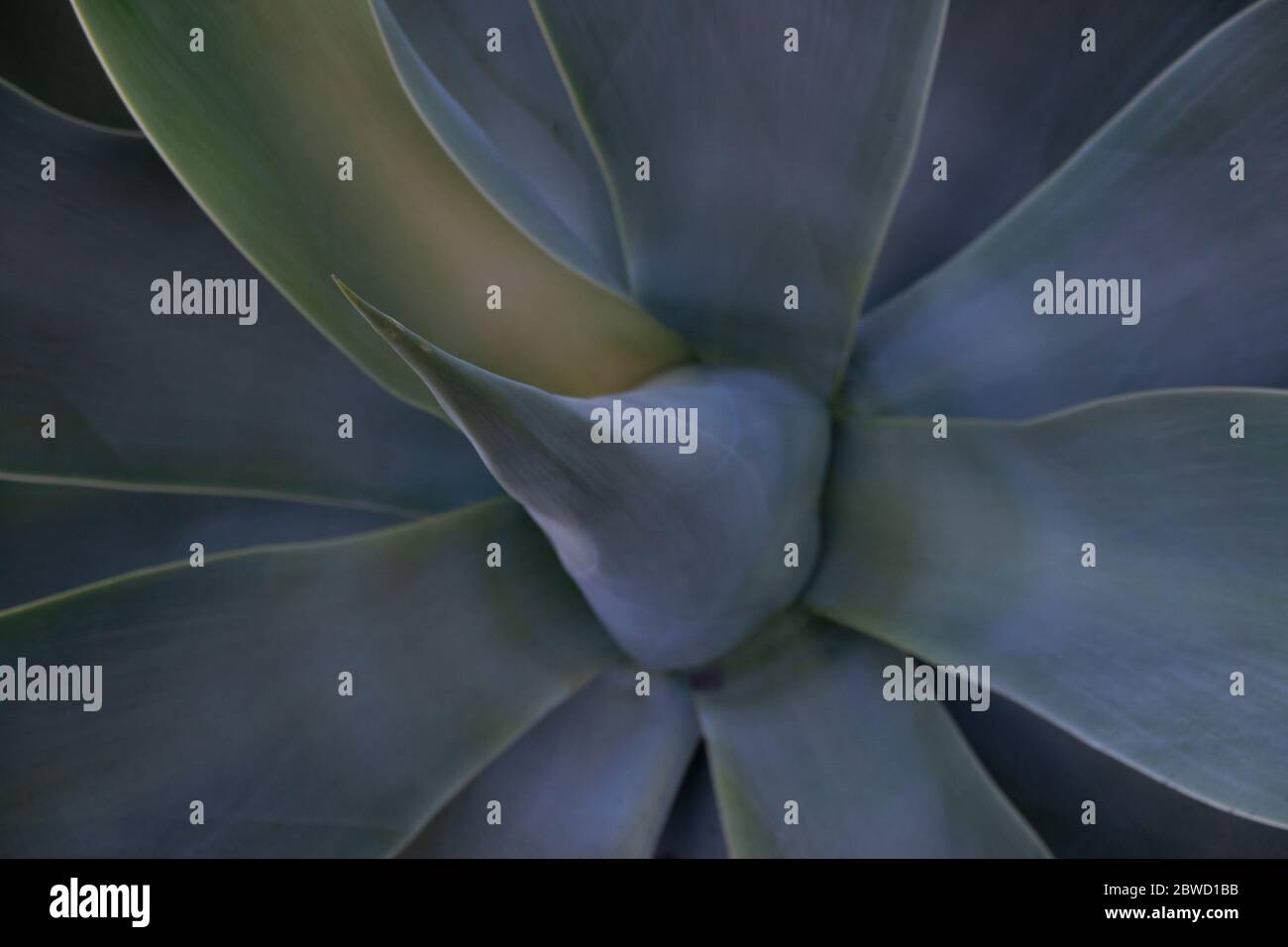 Barbara plant hi-res stock photography and images - Alamy