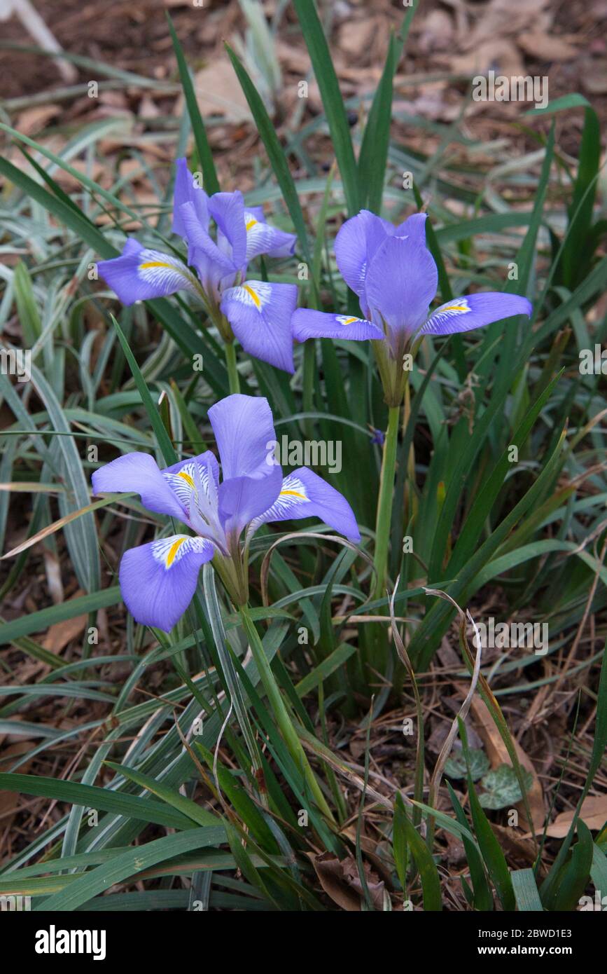 Iris unguicularis " Mary Bernard' Stock Photo - Alamy