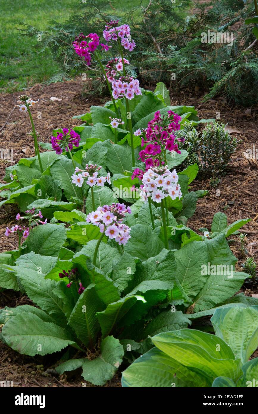 Primula japonica , candelabra Stock Photo - Alamy