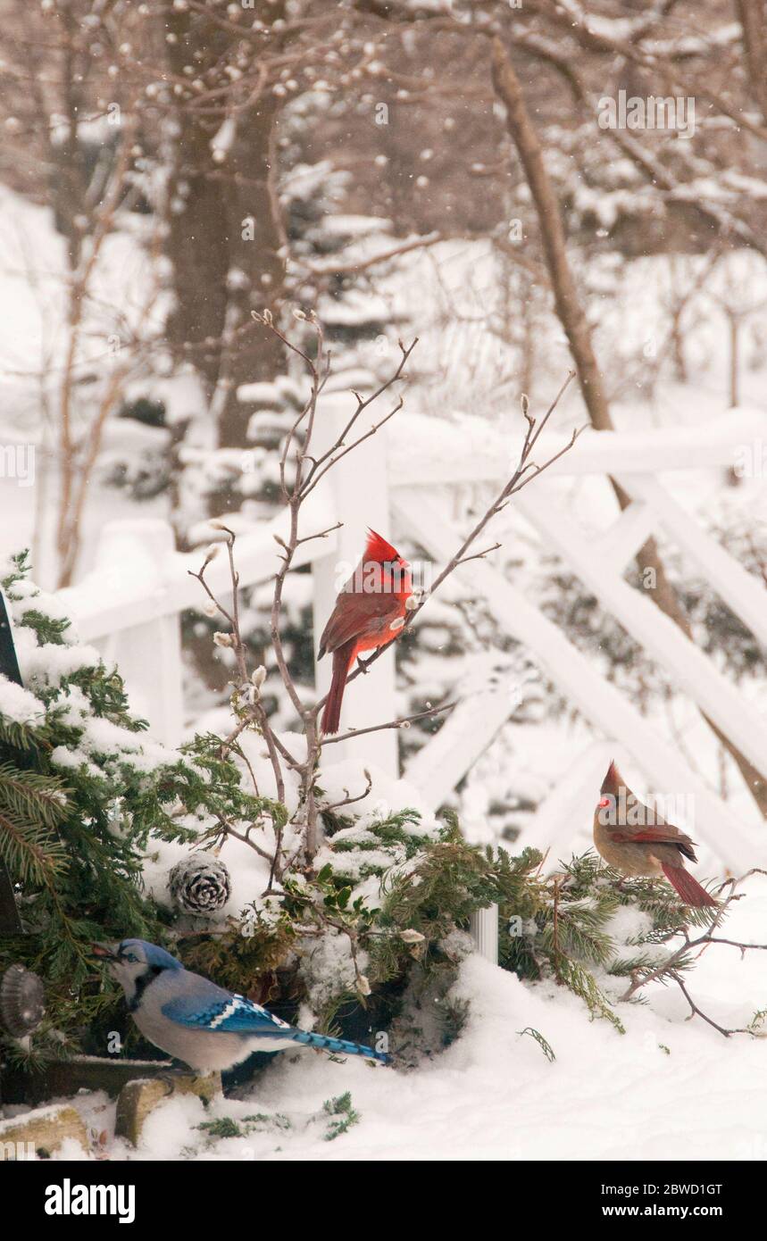 Male female cardinal hi-res stock photography and images - Alamy