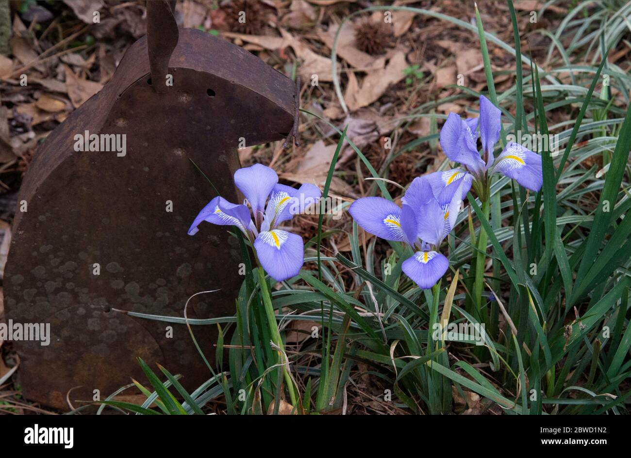Iris unguicularis " Mary Bernard' Stock Photo - Alamy