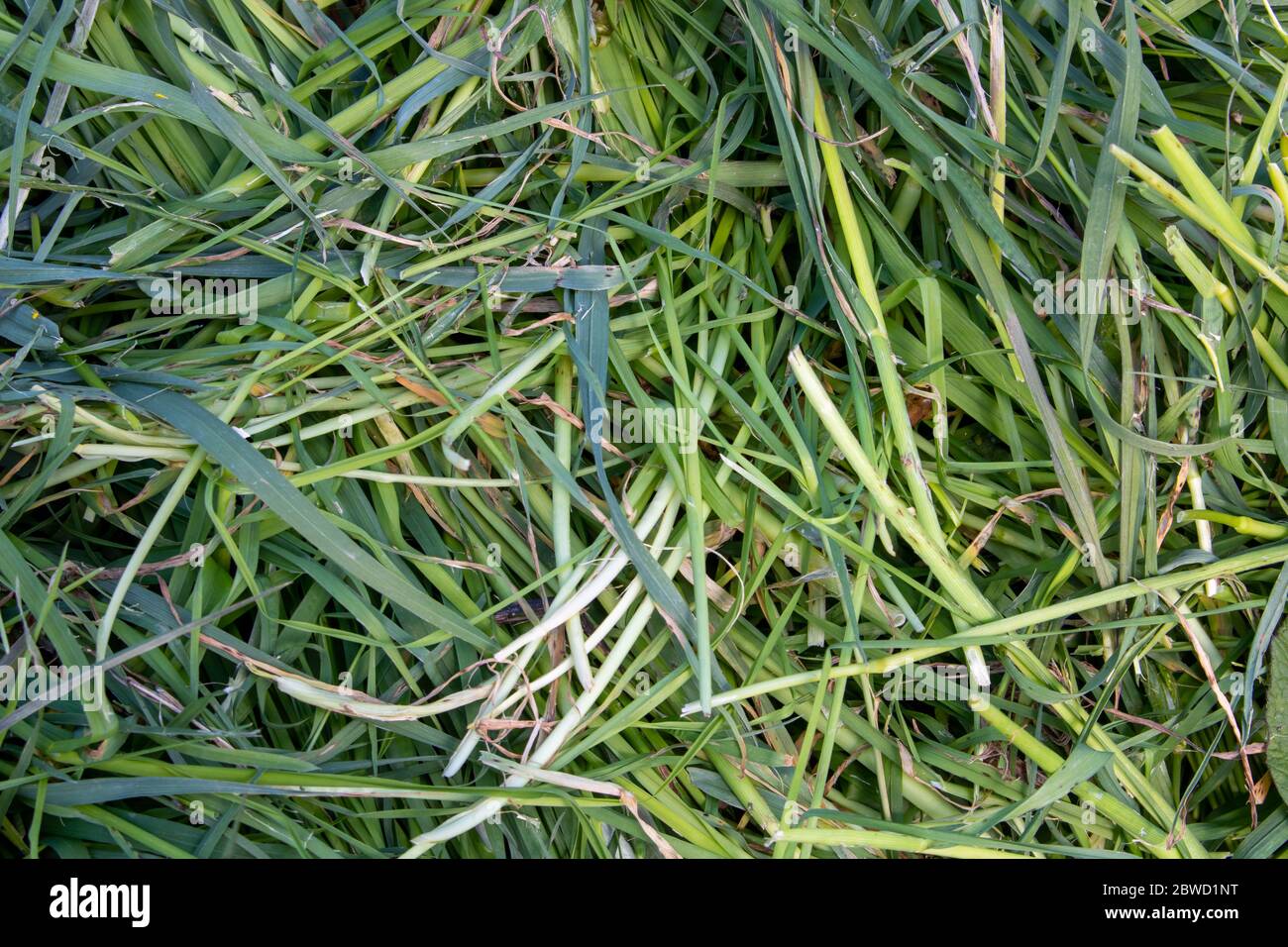 Fresh hay texture as a natural background Stock Photo - Alamy