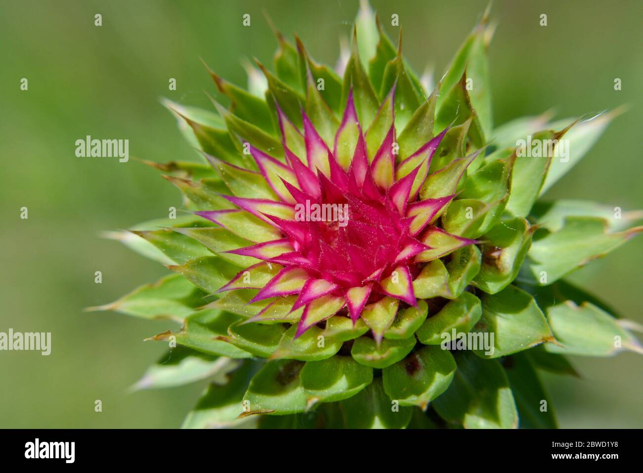 Musk weed plant hi-res stock photography and images - Alamy