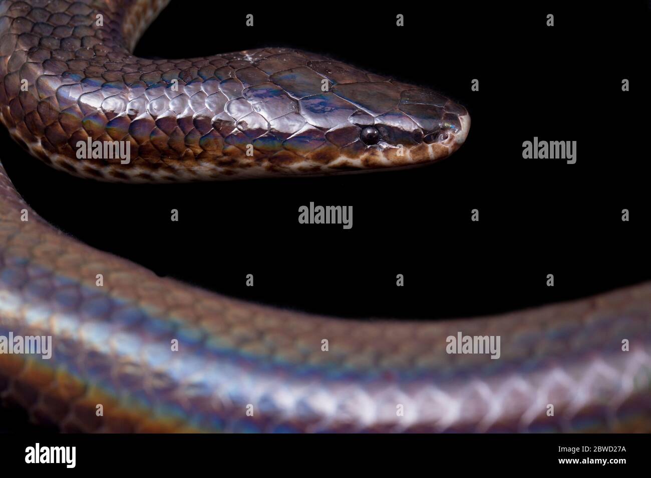 Xenopeltis unicolor. Common names: sunbeam snake is a non-venomous ...