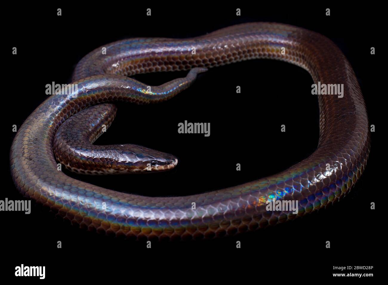 Xenopeltis unicolor. Common names: sunbeam snake is a non-venomous ...