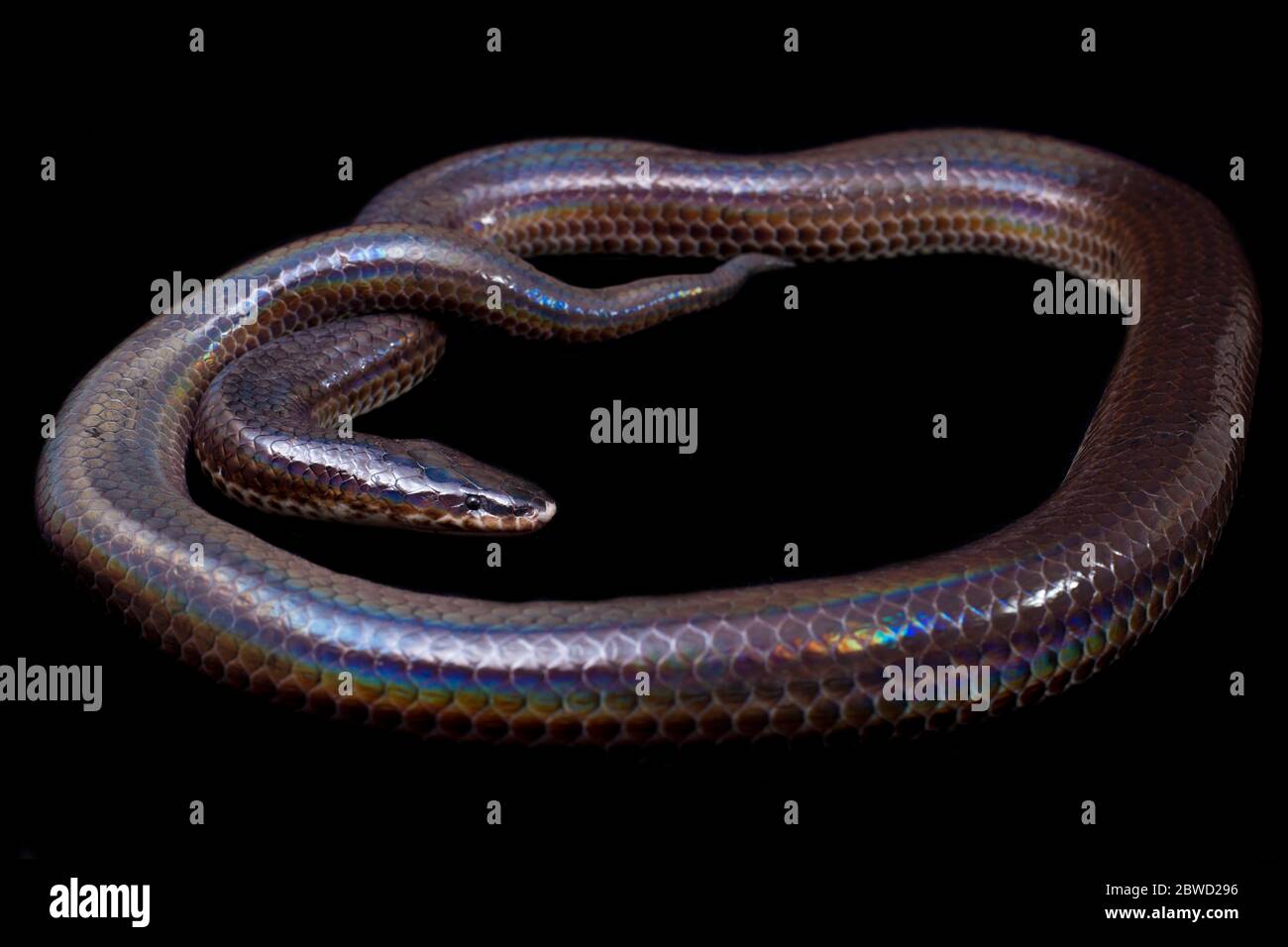 Xenopeltis unicolor. Common names: sunbeam snake is a non-venomous ...