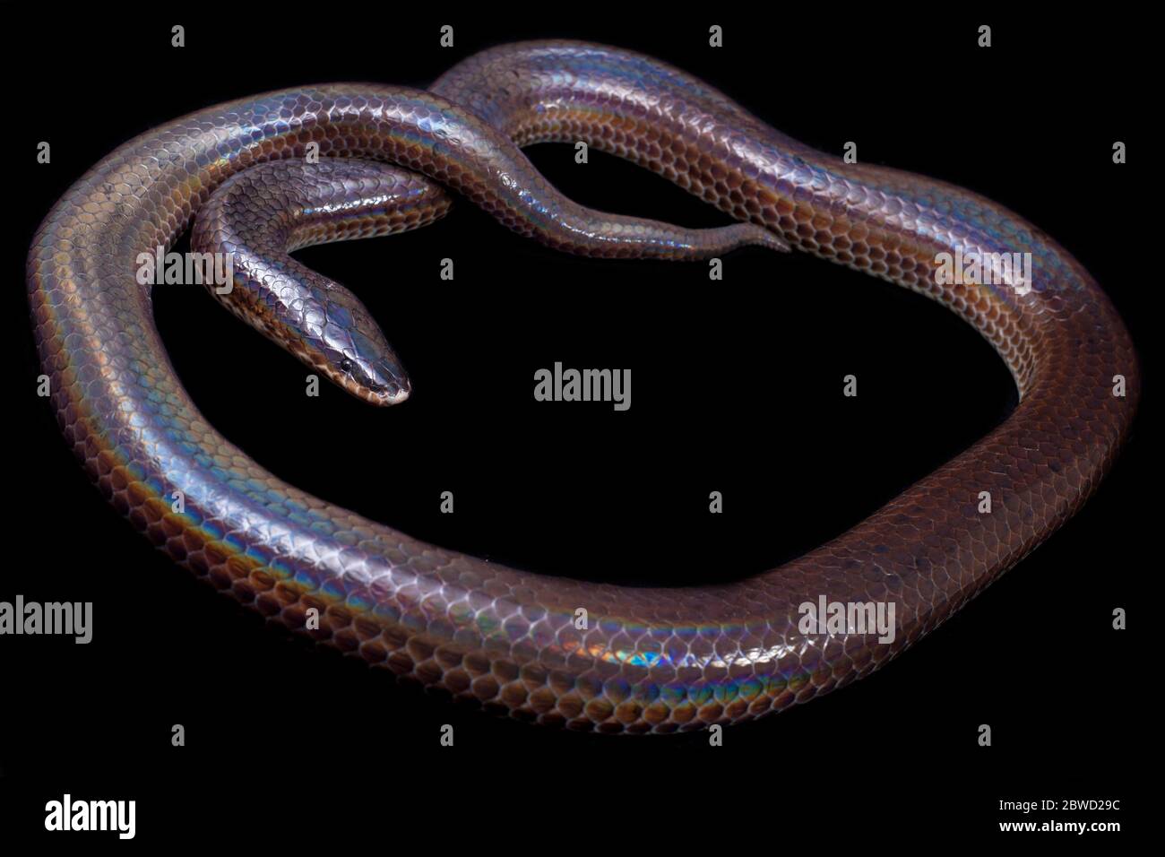 Xenopeltis unicolor. Common names: sunbeam snake is a non-venomous ...