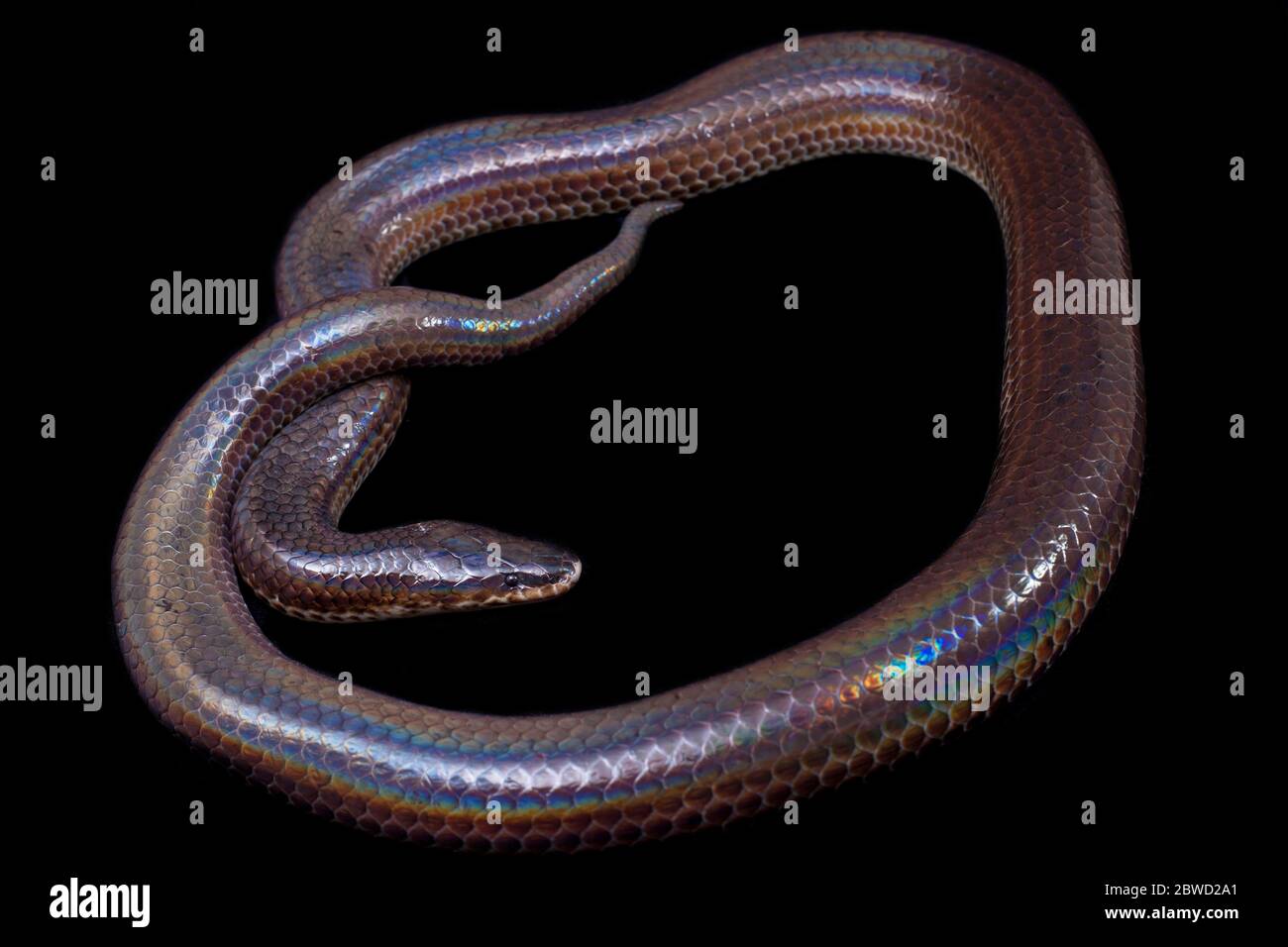 Xenopeltis unicolor. Common names: sunbeam snake is a non-venomous ...