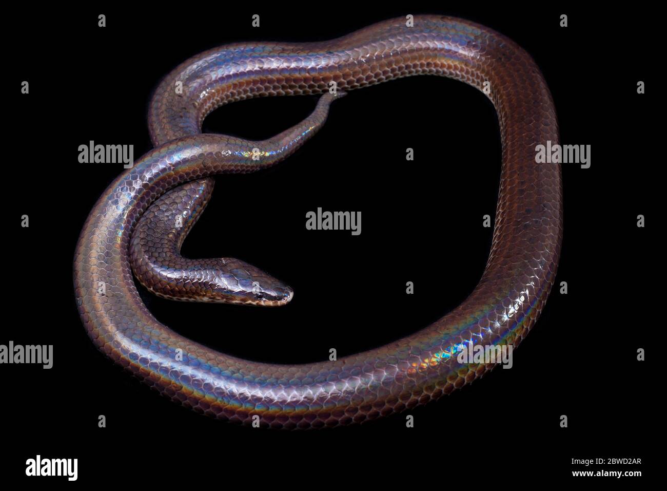 Xenopeltis unicolor. Common names: sunbeam snake is a non-venomous ...
