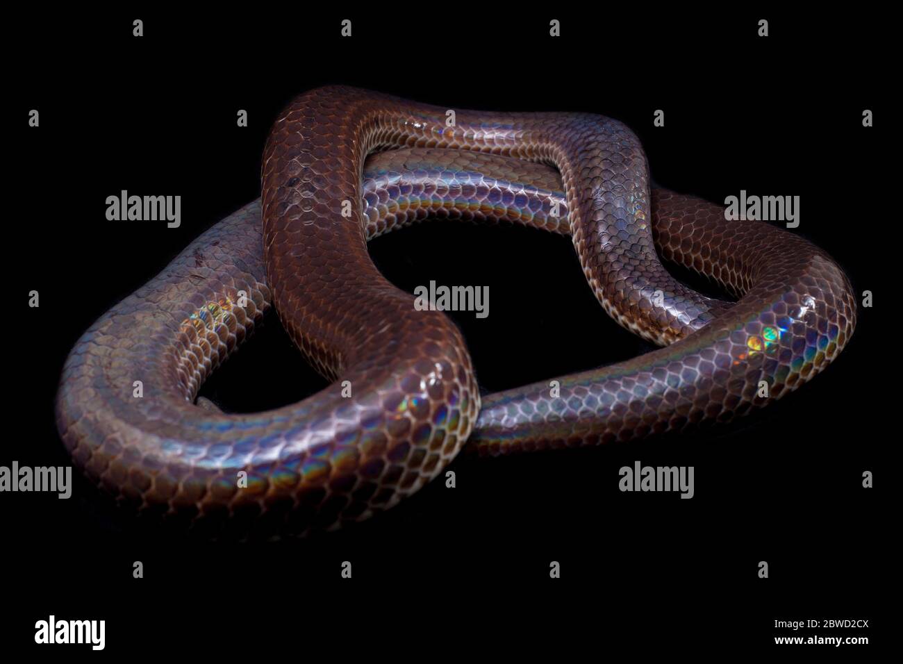 Xenopeltis unicolor. Common names: sunbeam snake is a non-venomous ...