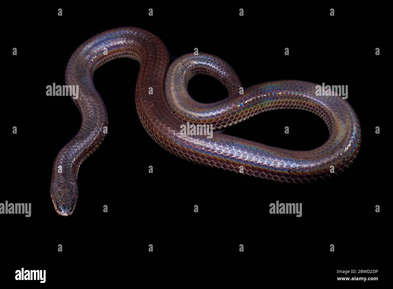Xenopeltis unicolor. Common names: sunbeam snake is a non-venomous ...