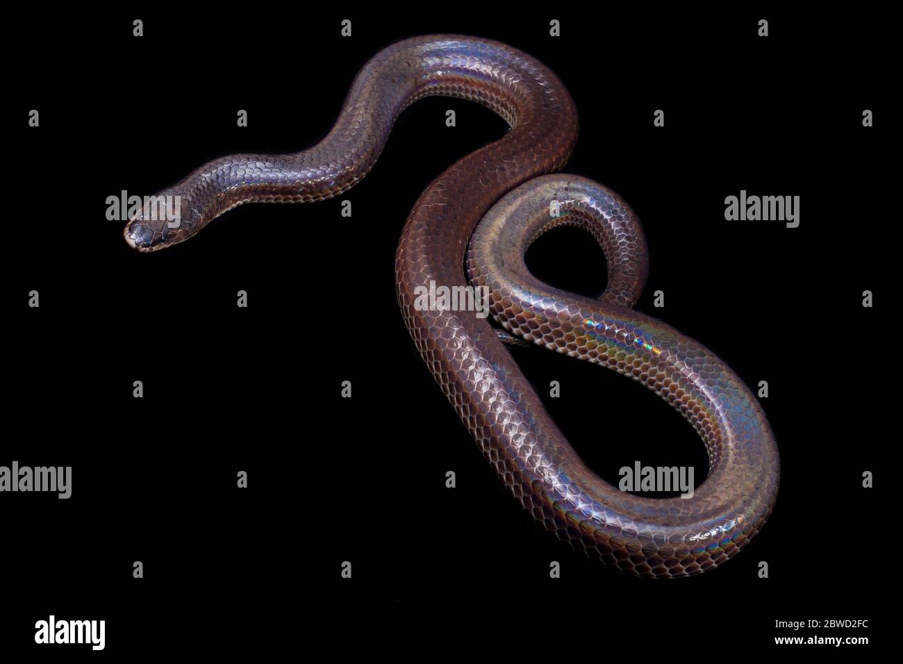 Xenopeltis unicolor. Common names: sunbeam snake is a non-venomous ...