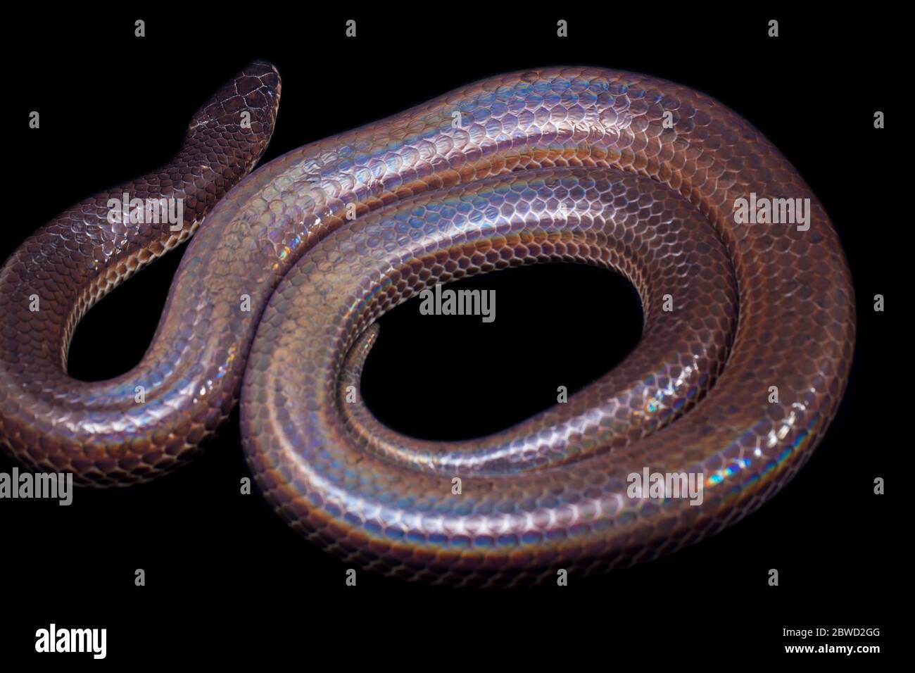Xenopeltis unicolor. Common names: sunbeam snake is a non-venomous ...