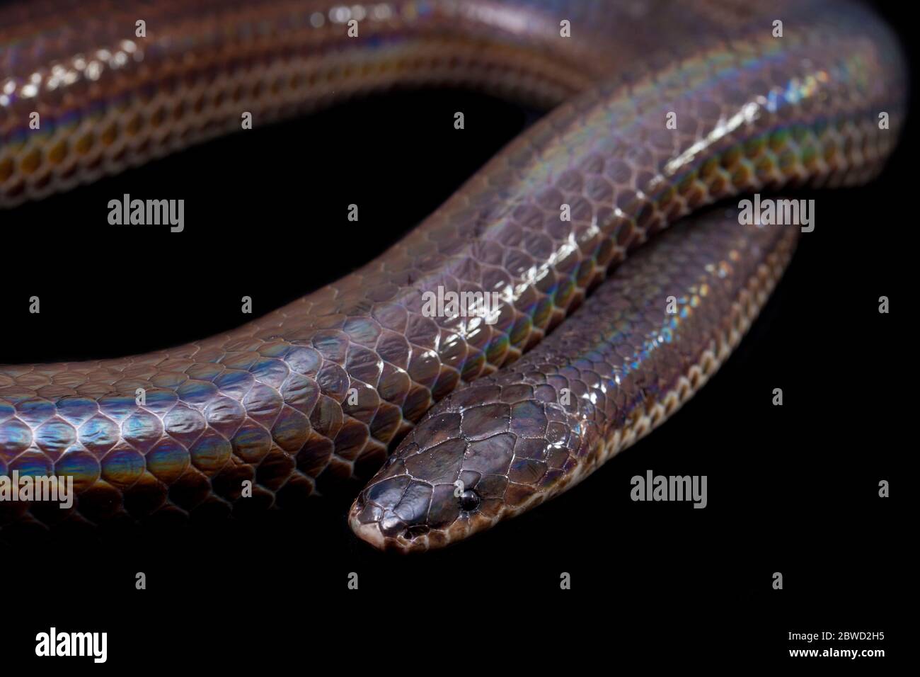 Xenopeltis unicolor. Common names: sunbeam snake is a non-venomous ...