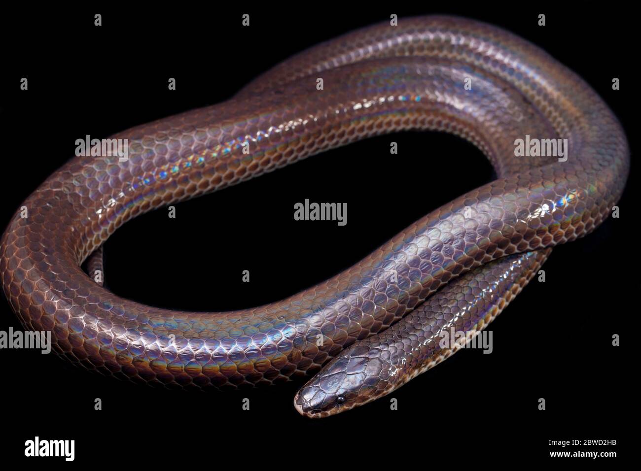Xenopeltis unicolor. Common names: sunbeam snake is a non-venomous ...
