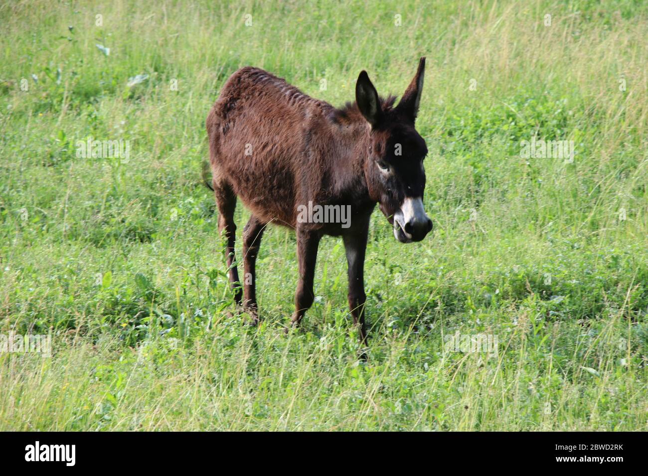 Mule with hay mouth hi-res stock photography and images - Alamy