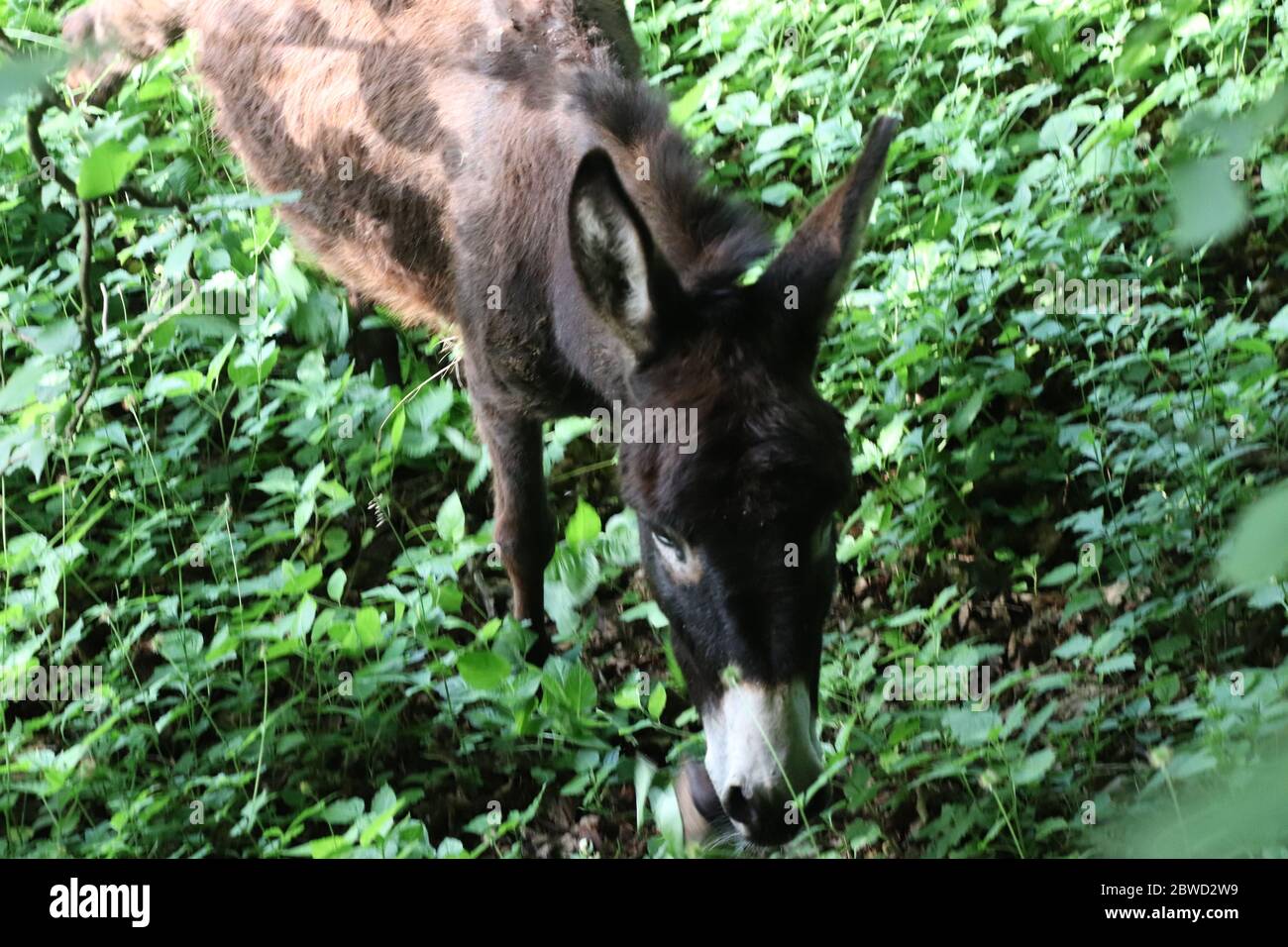 Donkey grazing on hay hi-res stock photography and images - Alamy