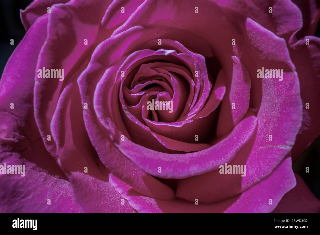 Magenta rose hi-res stock photography and images - Alamy