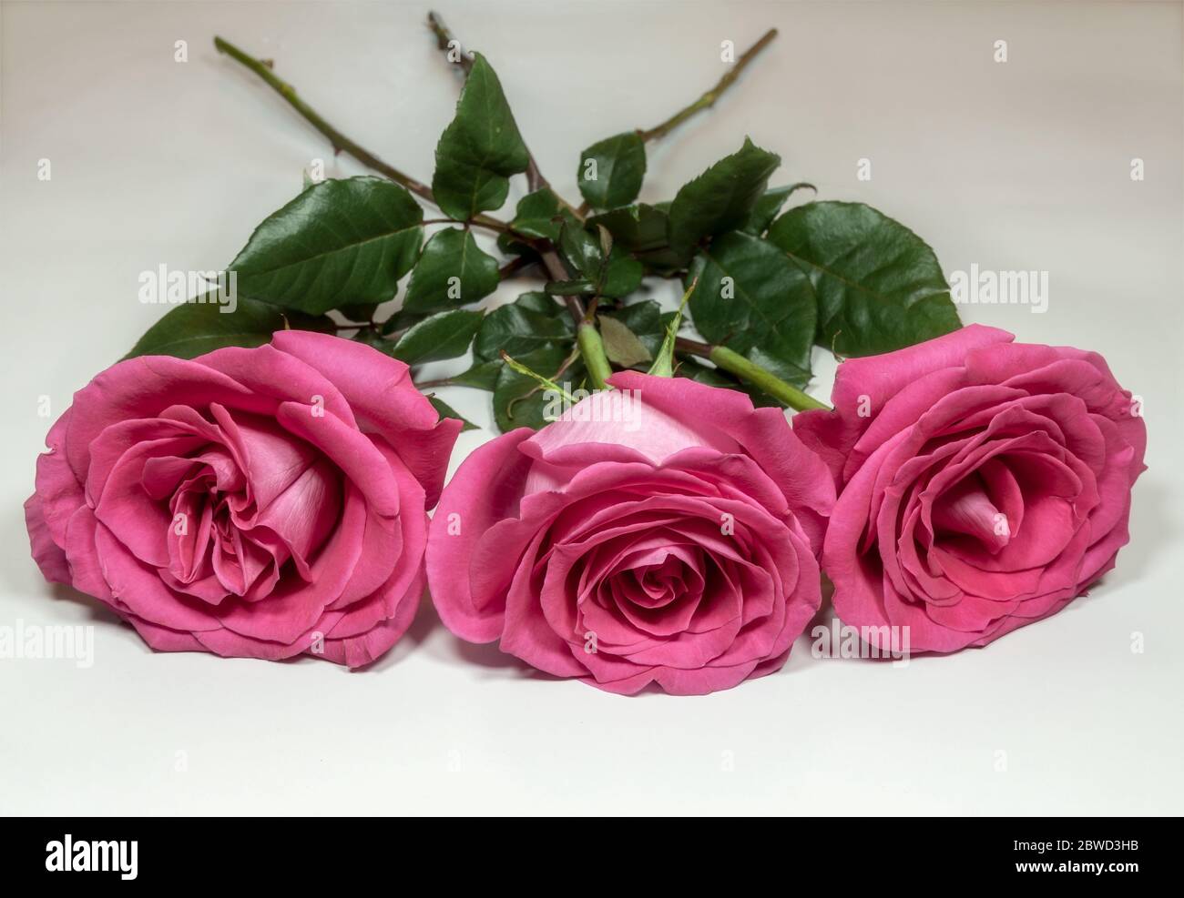 Three pink roses isolated on white background closeup Stock Photo - Alamy