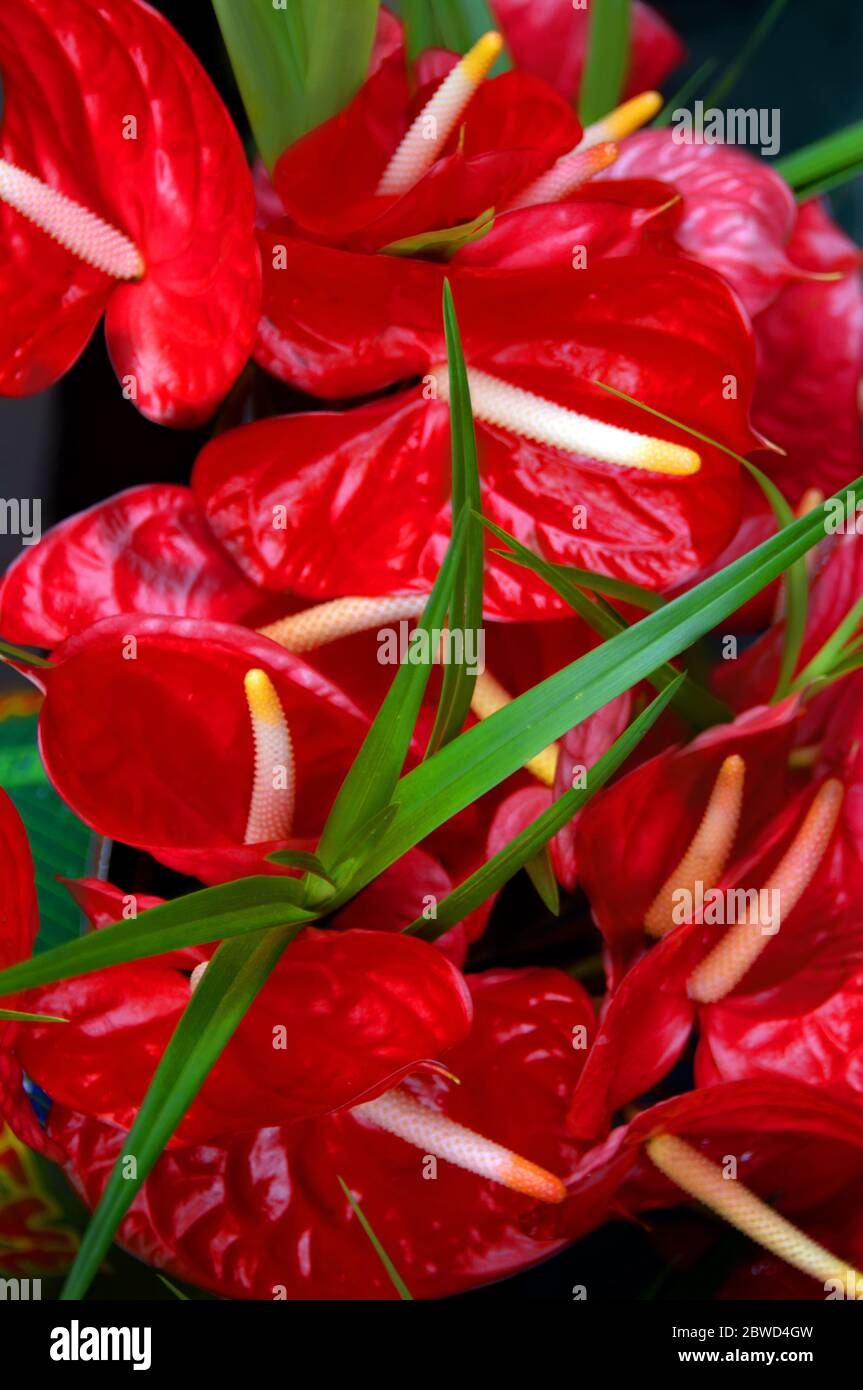 Clusters of Anthuriums in buckets and pails wait to be solt at the Hilo ...
