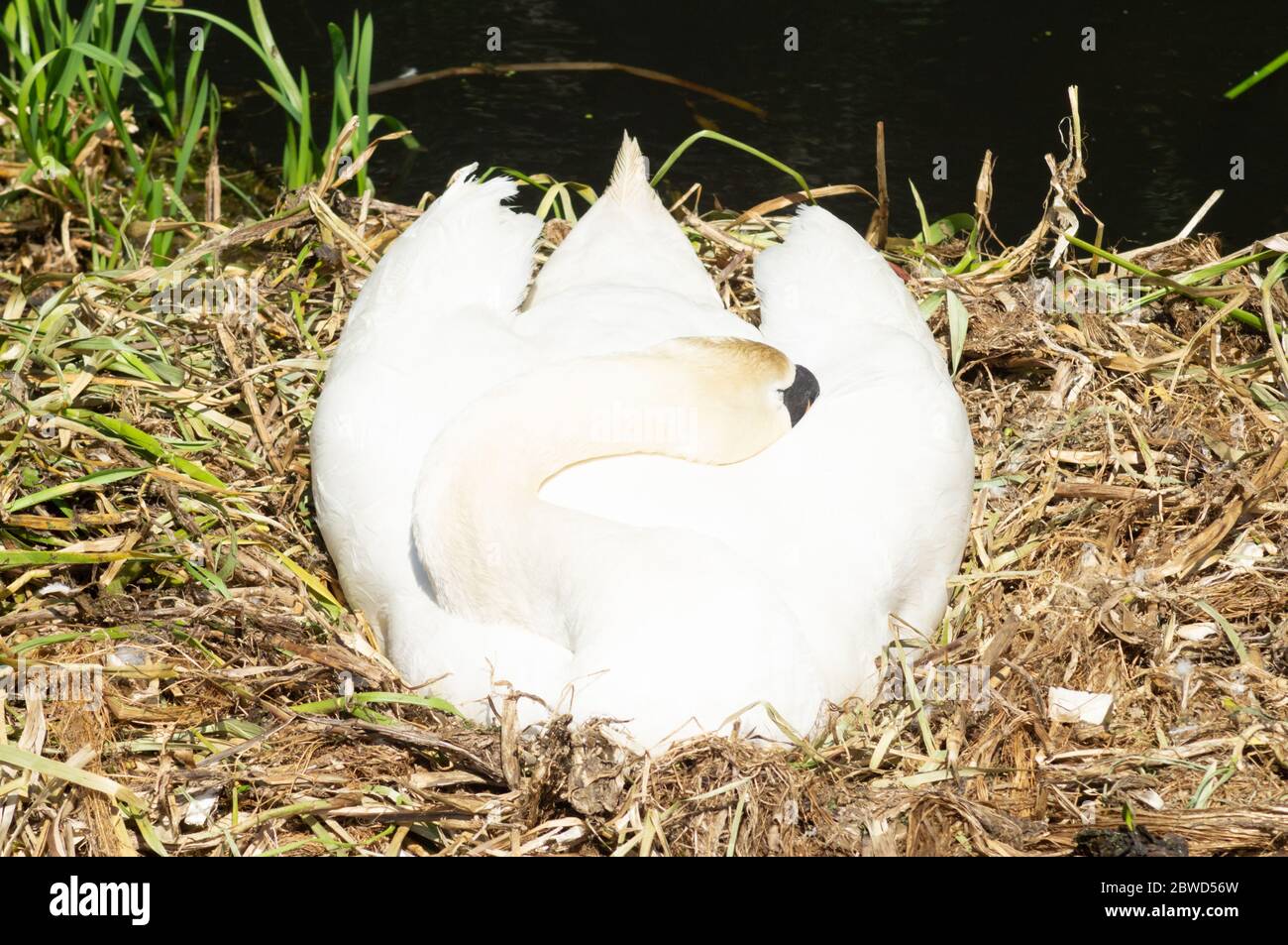 Swan on nest sleeping with head tucked into feathers hi-res stock photography and images - Alamy
