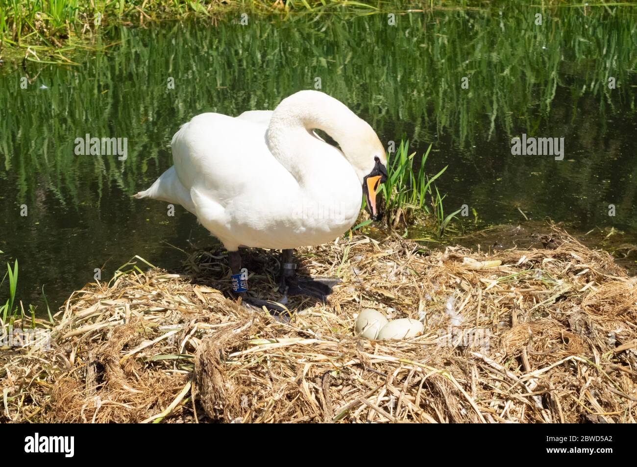 Female or pen swan on nest - protect eggs mother mothering Stock Photo ...