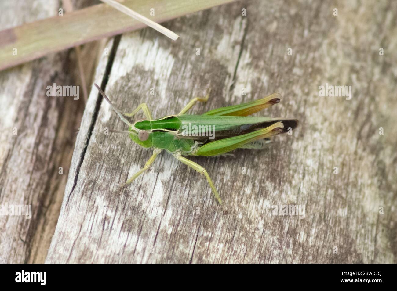 Grasshopper Green Uk High Resolution Stock Photography and Images - Alamy
