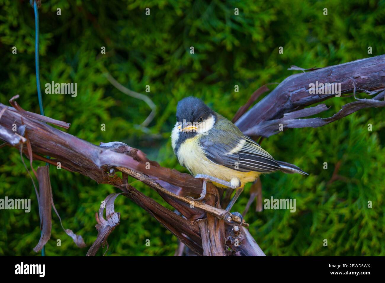 Great Tit Parus major young bird Stock Photo - Alamy