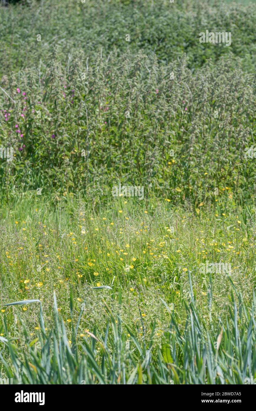 Patch of seasonal UK wild flowers - Buttercups / Ranunculus repens in ...