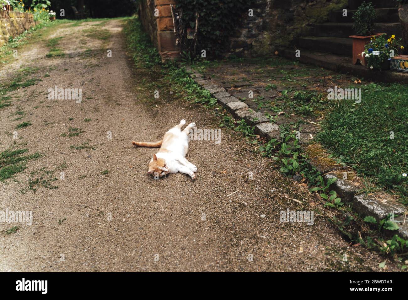 Orange adult cat laying on ground. Animal relaxing on path at family ...