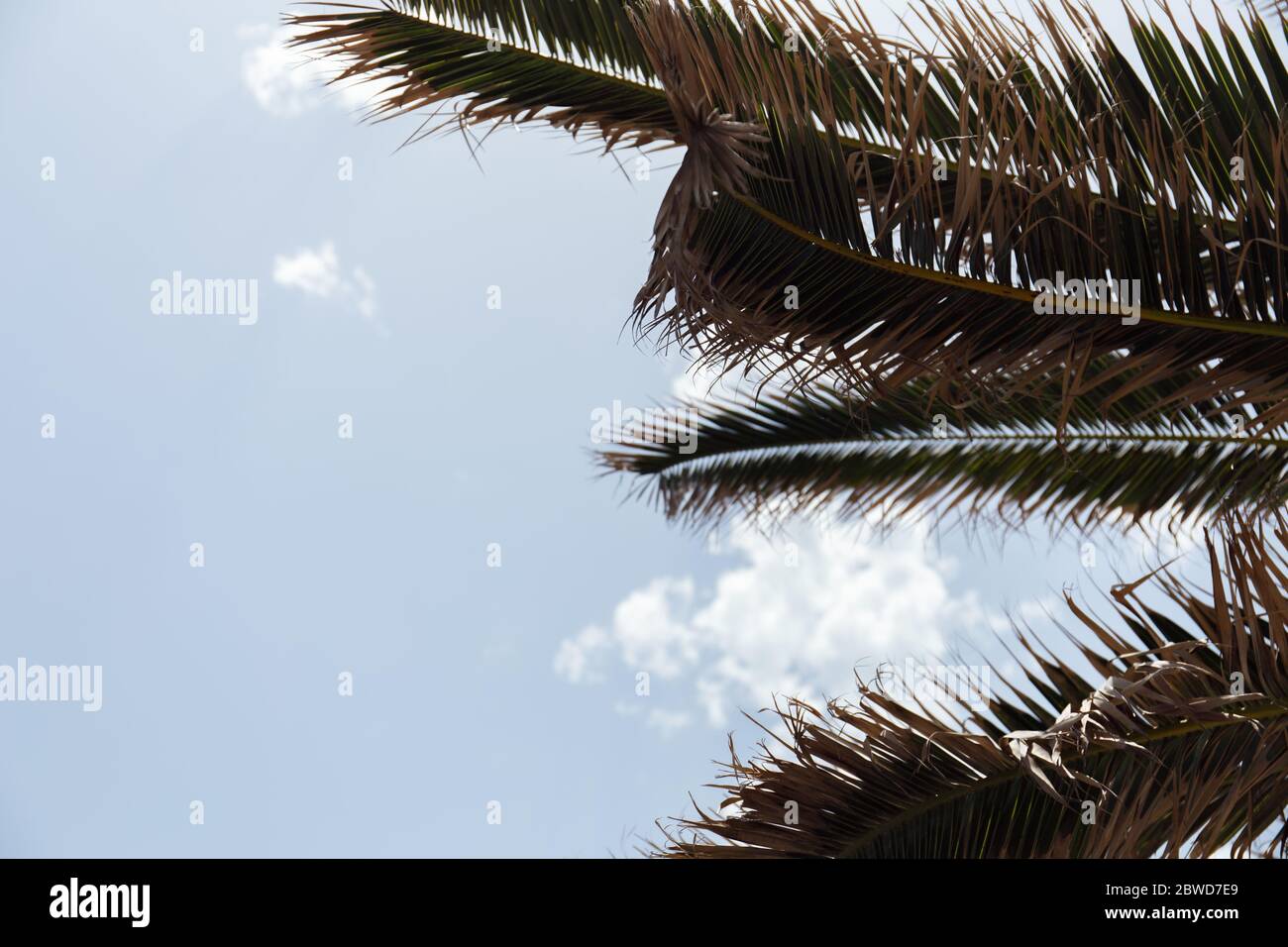 Bottom view of branches of palm trees with sky at background Stock ...
