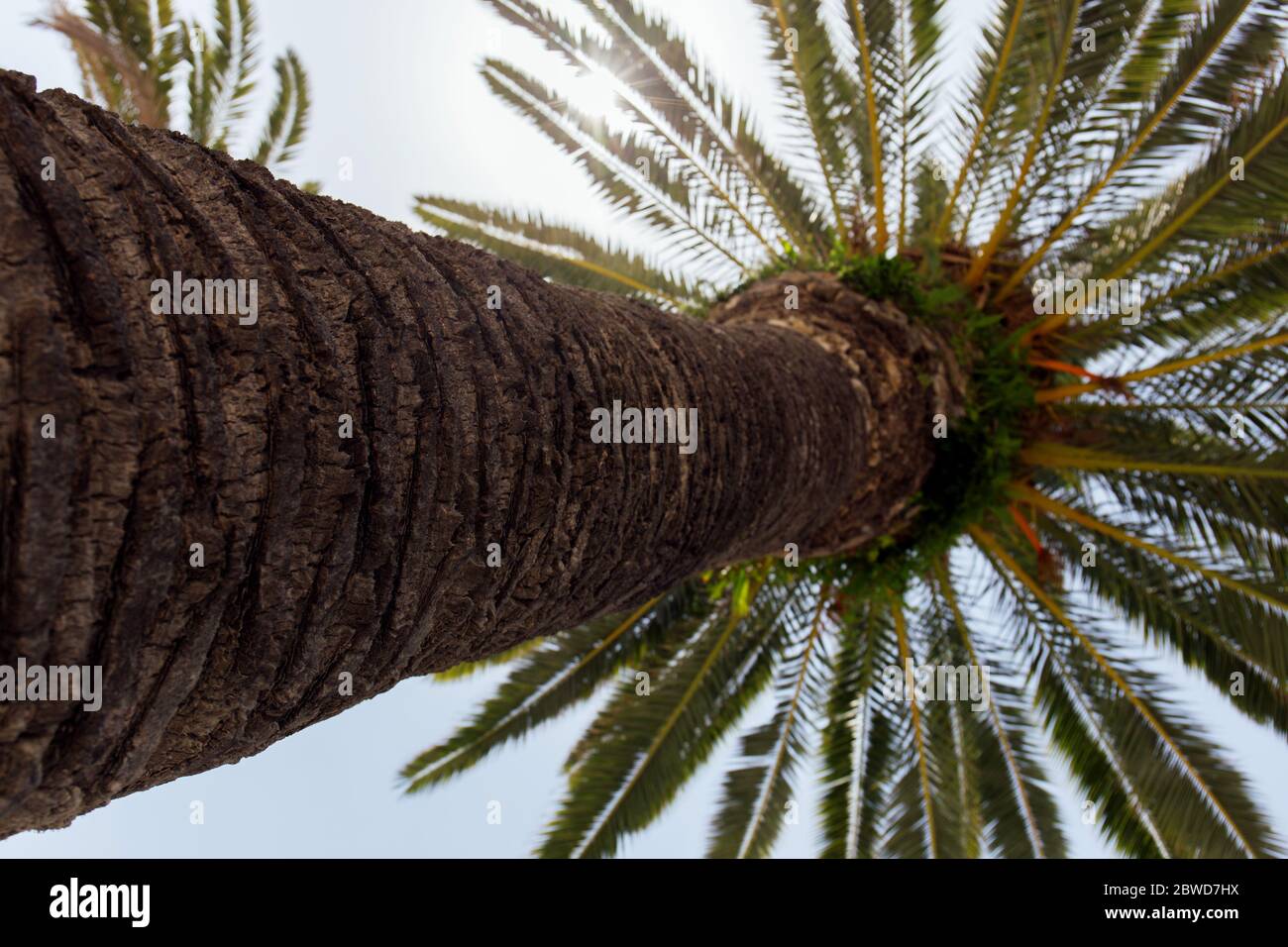 Bottom view of trunk of palm tree with sunlight and blue sky at ...