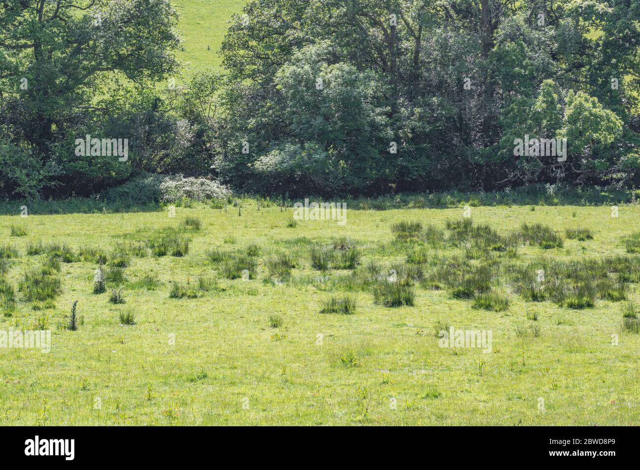 Damp field with signature wet plants, mainly Juncus Rush / Juncus ...