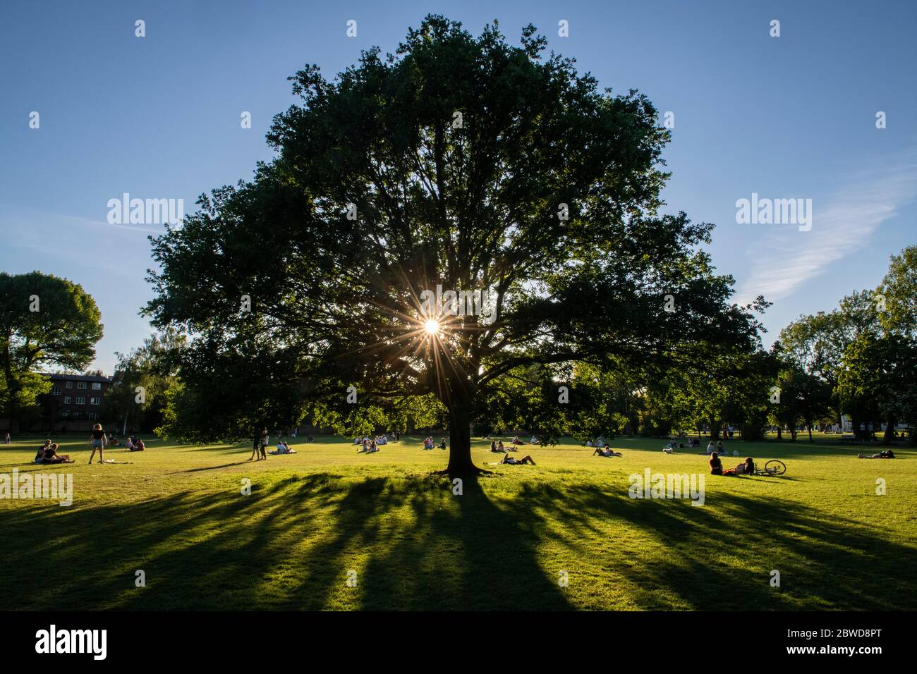 A large oak tree in the centre of Wandsworth Common, London Stock Photo ...