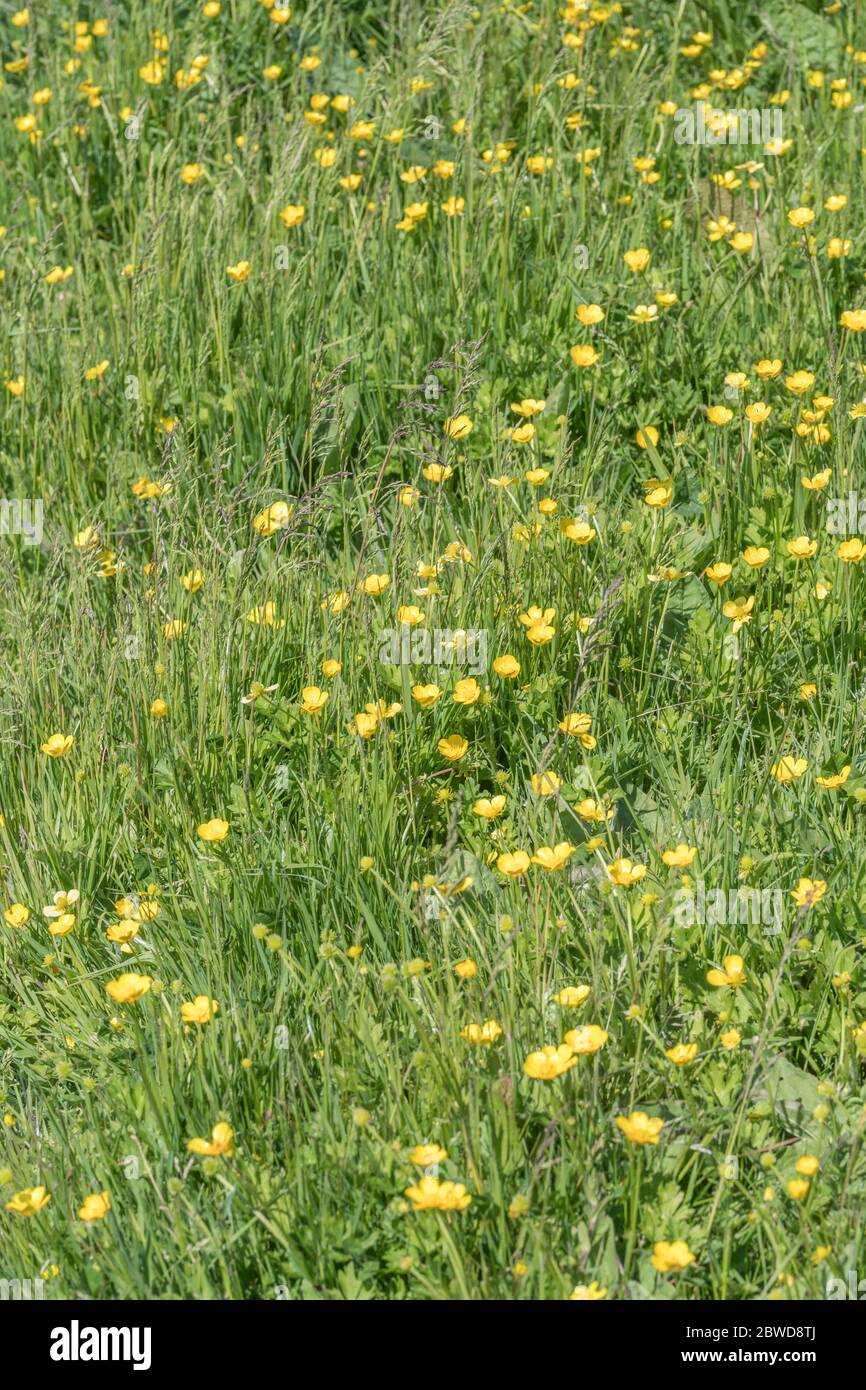 Patch of seasonal UK wild flowers - Buttercups / Ranunculus repens in ...