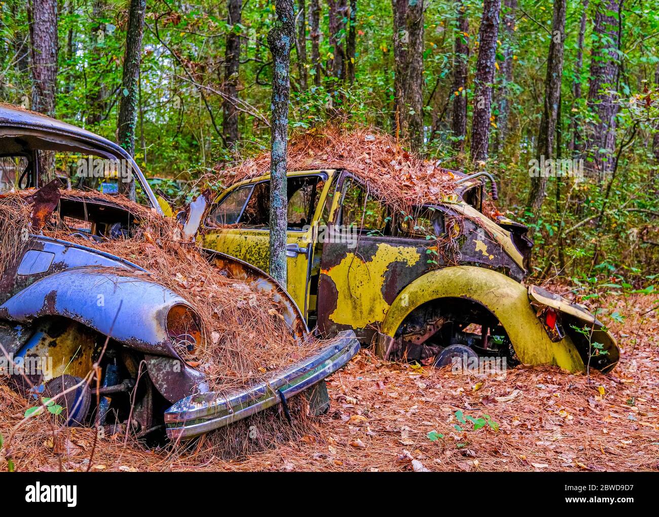 Old VW Beetles in the Woods Stock Photo - Alamy