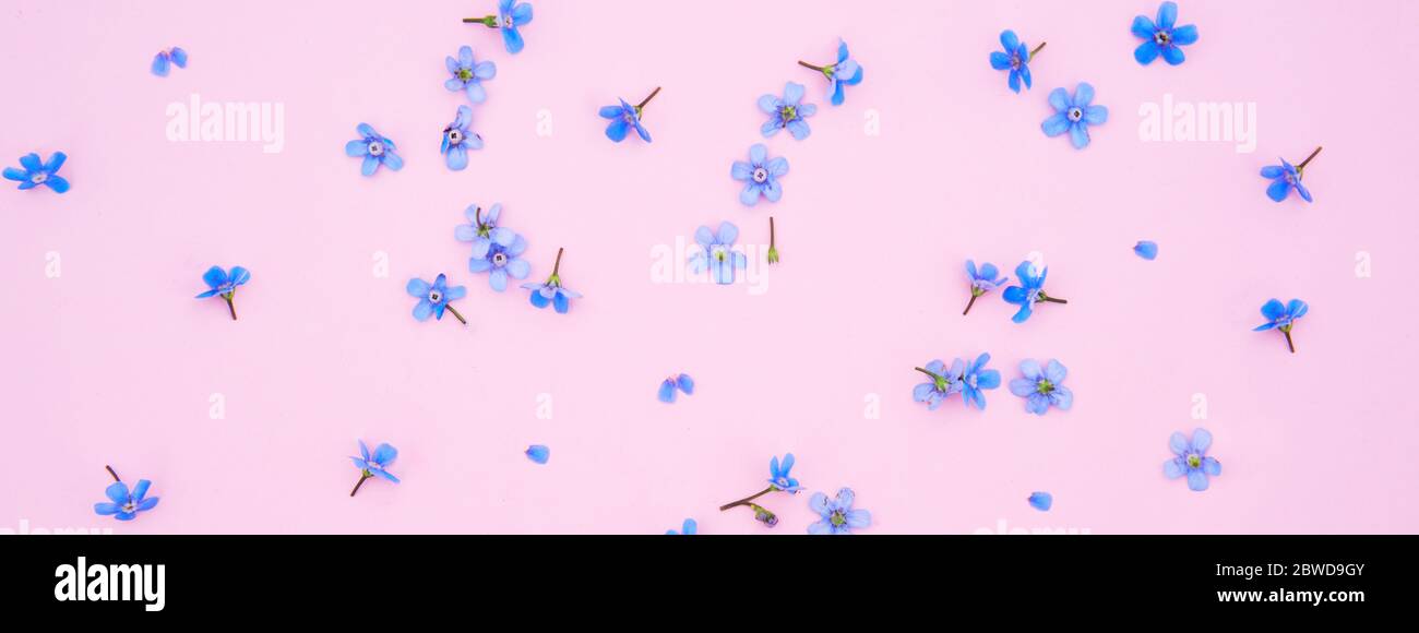 Summer garden flowers frame on the pink background Stock Photo - Alamy