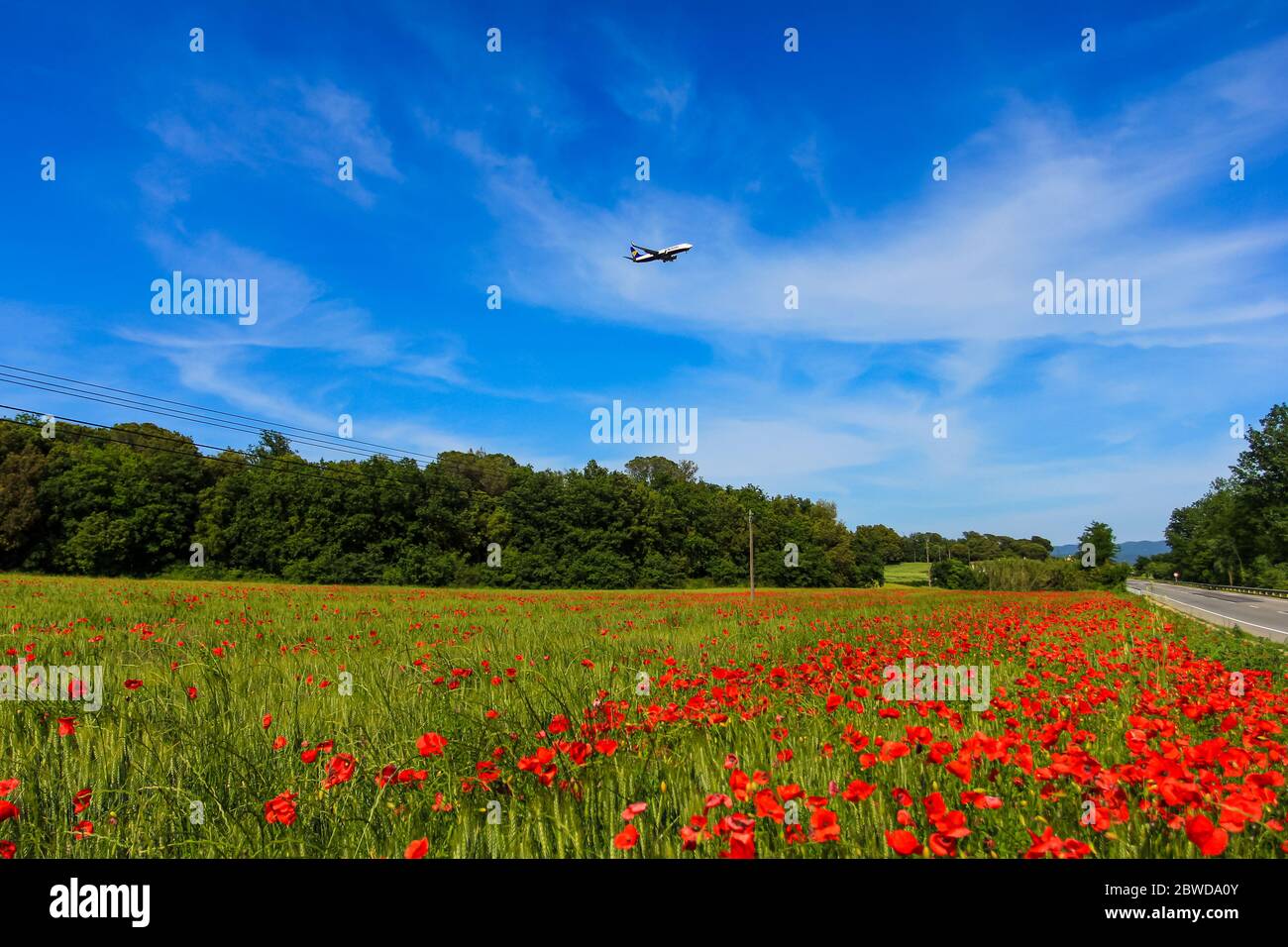 Airplane in blue sky over poppy field Stock Photo - Alamy