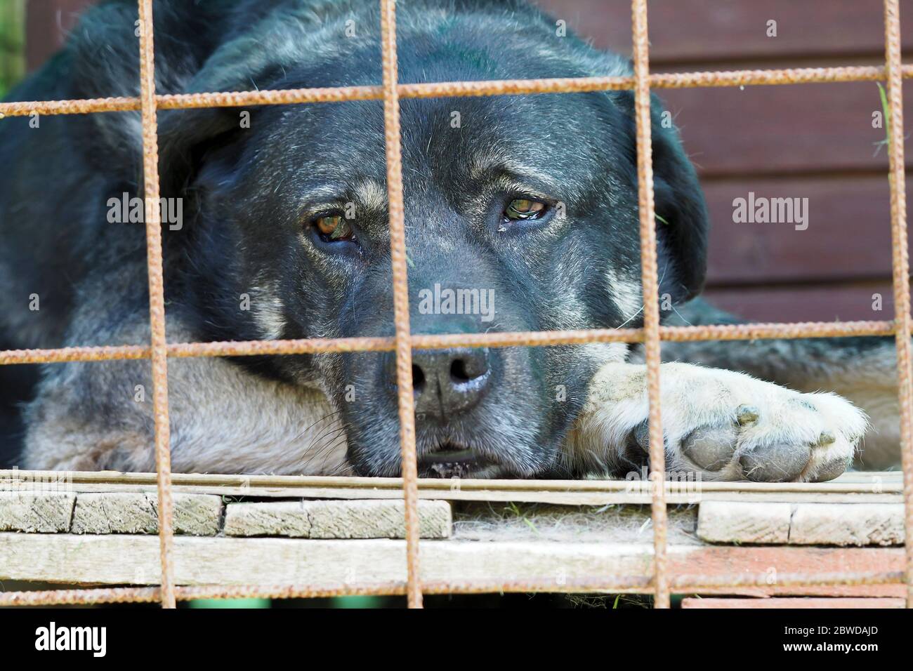 Depression Dog Original