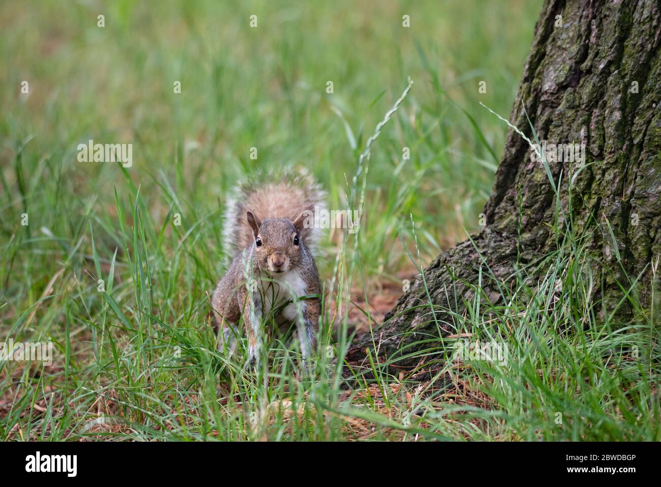 Gray squirrel at the foot of a tree in a wood Stock Photo - Alamy