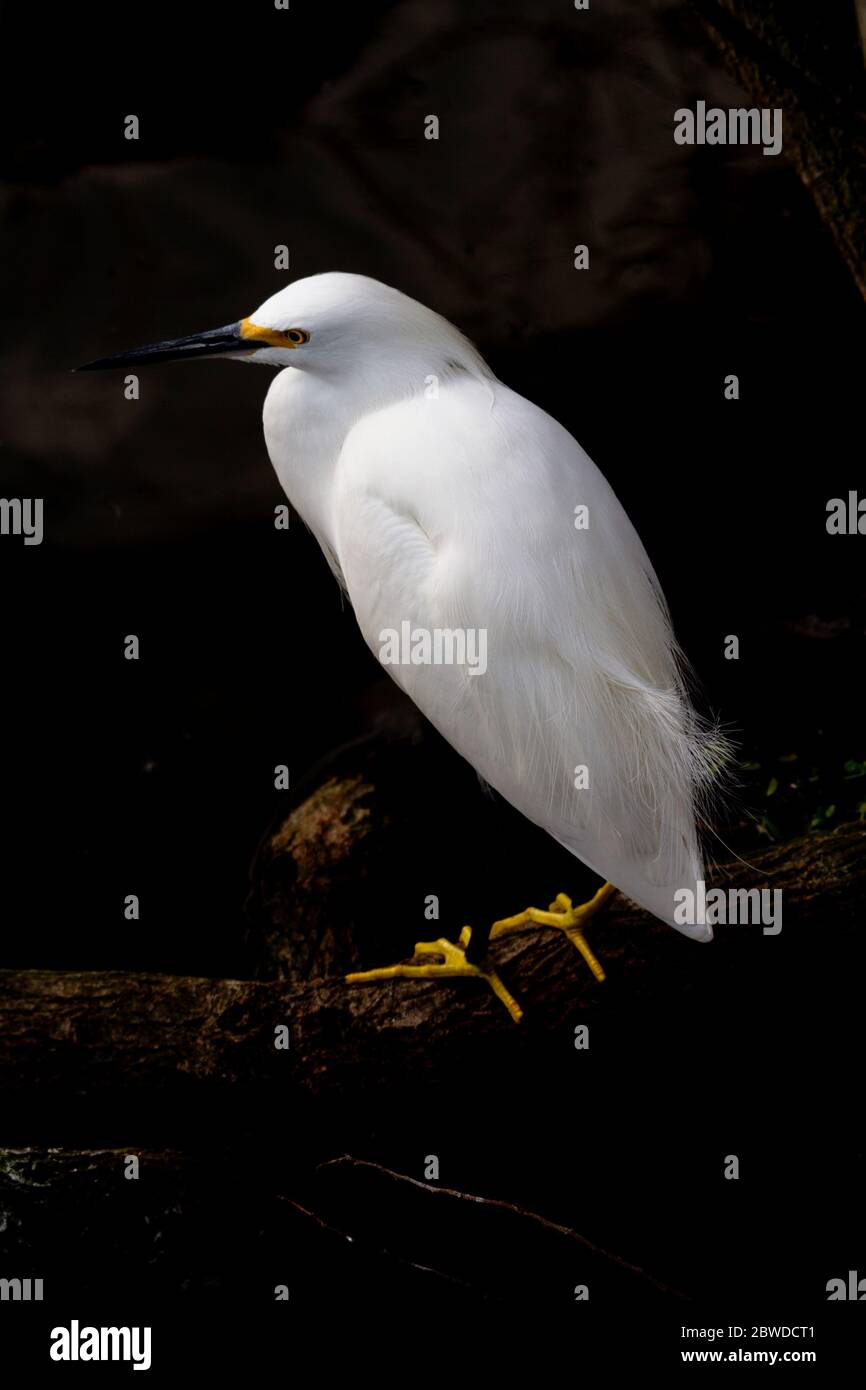 Distinctive field mark of yellow feet known as golden slippers glow ...