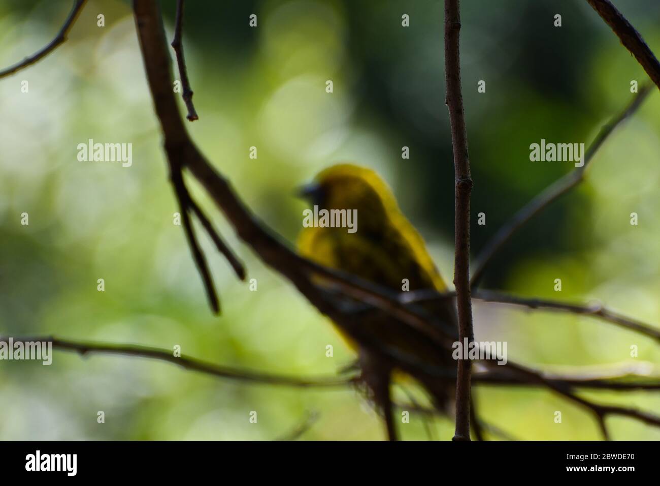 Masked weaver bird hi-res stock photography and images - Alamy
