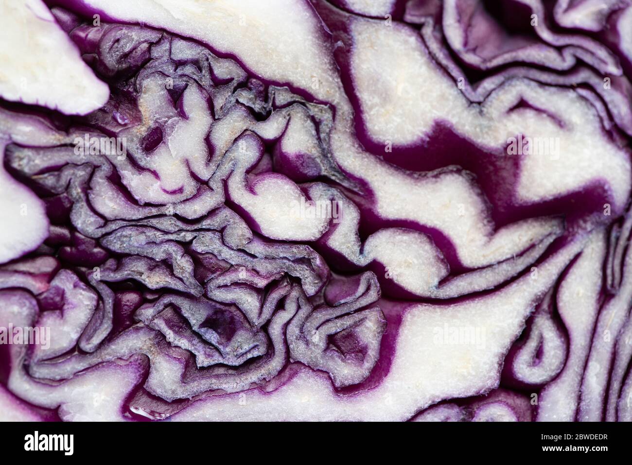 close up view of fresh ripe cut red cabbage Stock Photo - Alamy