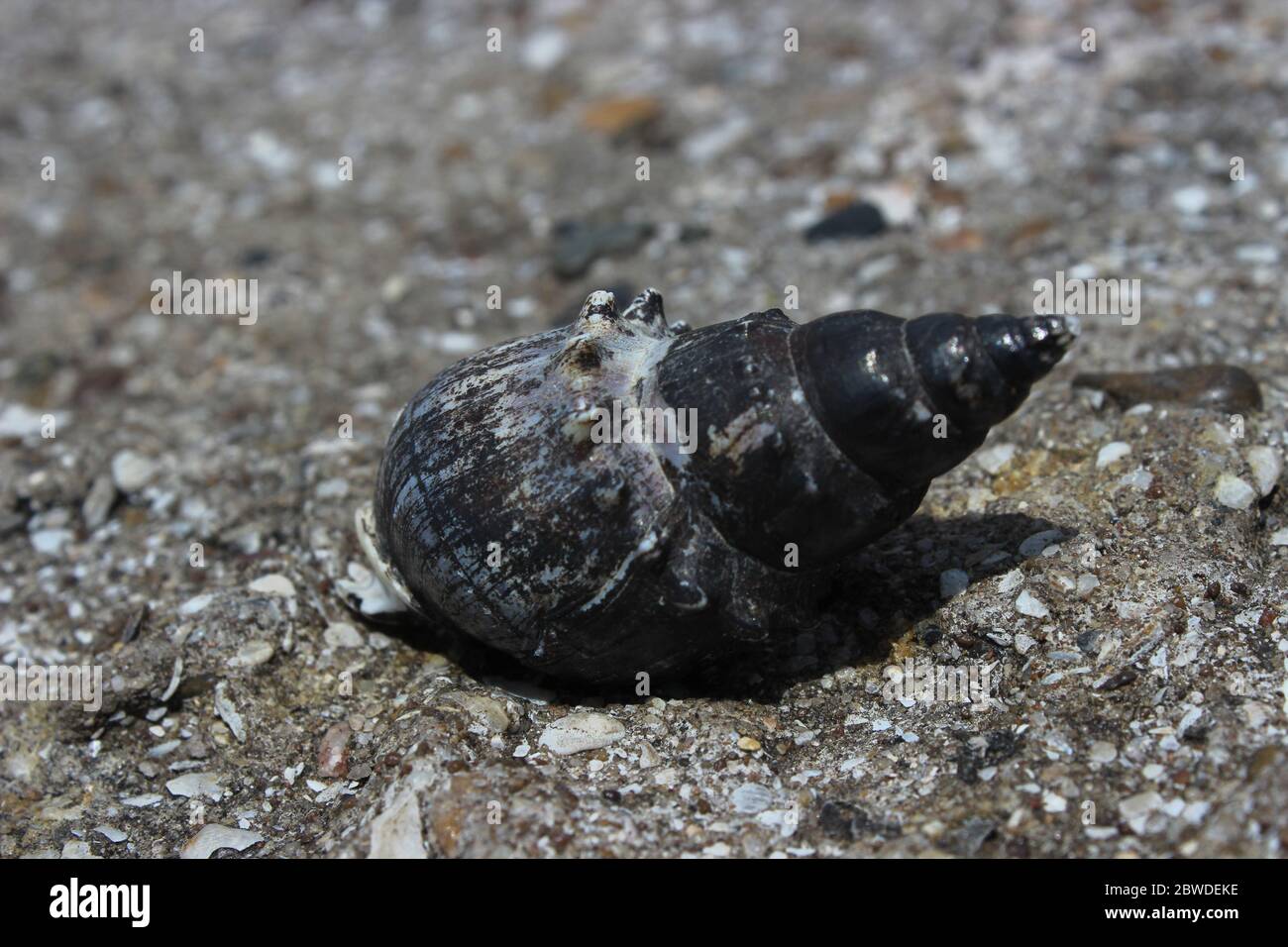 old black-stained snail shell on a rocky surface Stock Photo - Alamy