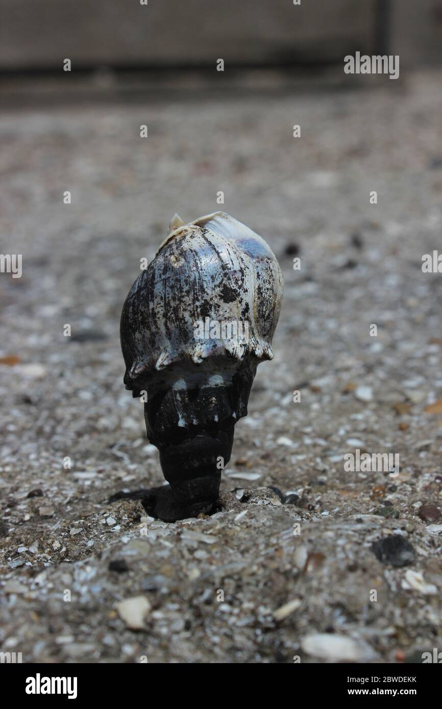 snail shell dyed black whit the time accommodated vertically on a rocky ...