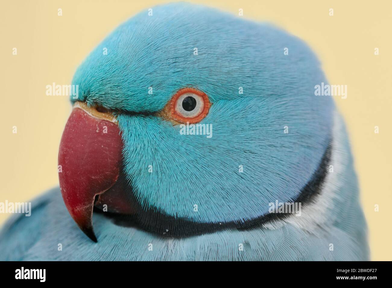 Yellow parakeet hi-res stock photography and images - Alamy