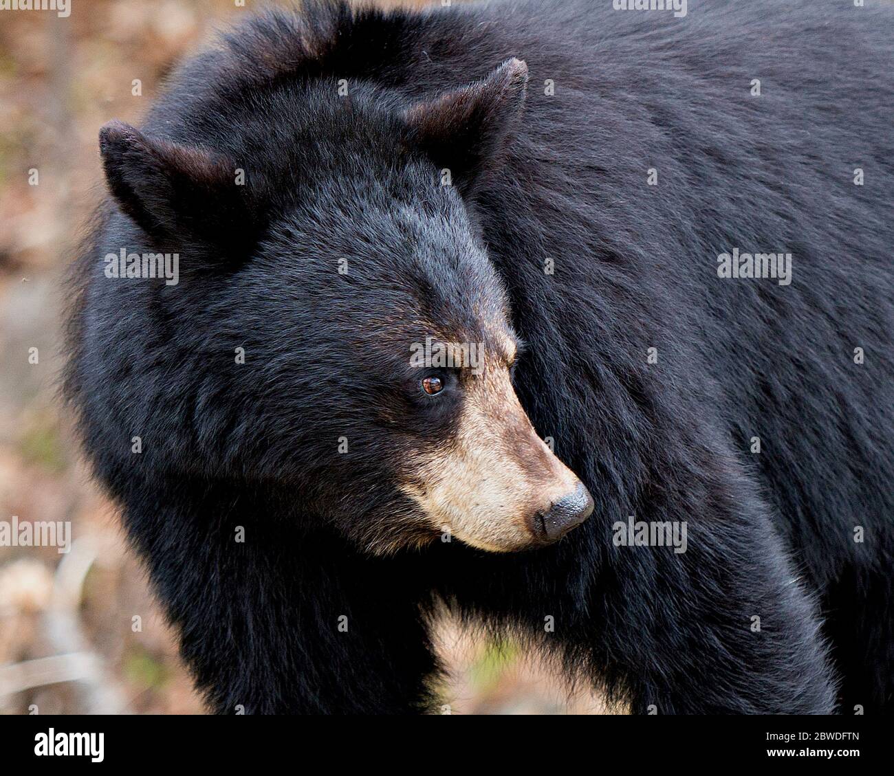 Black Bear Head Profile