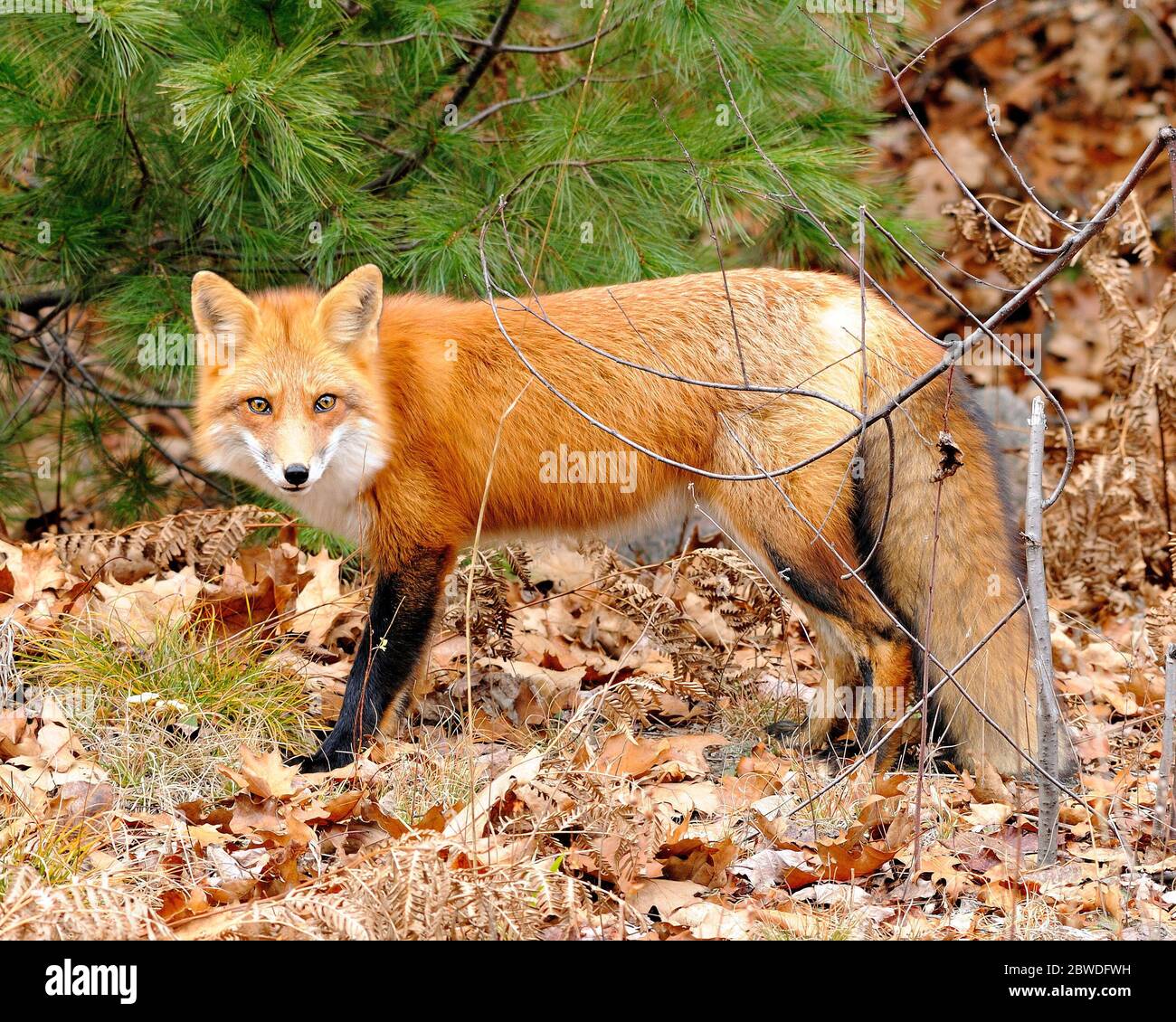 Red fox animal close-up profile view in the forest with a pine ...
