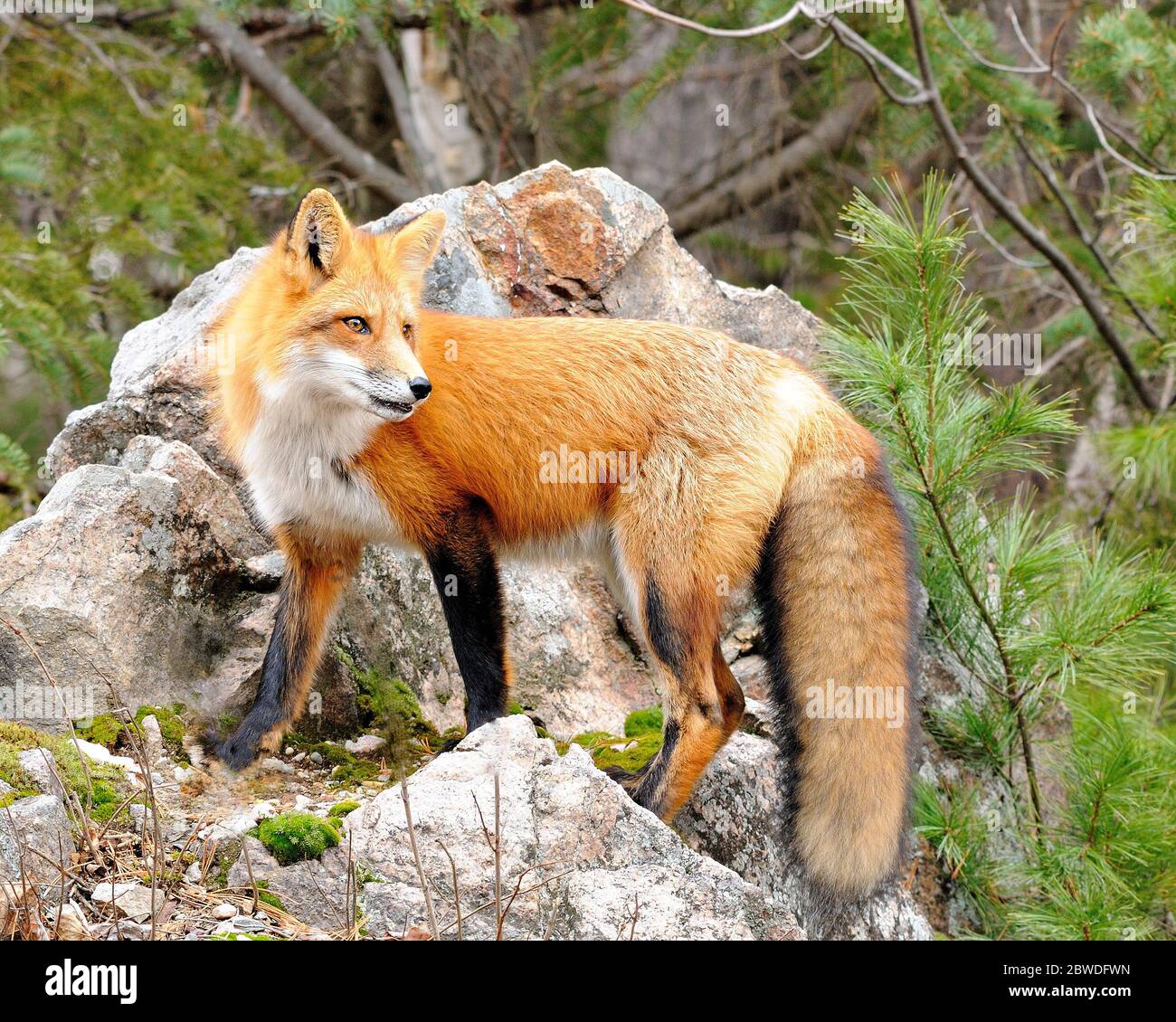 Red fox animal close-up profile view in the forest standing on a big ...
